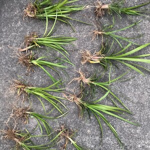Liriope 12 Monkey Grass Plant Sprigs Groundcover Green Border Plant ...