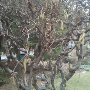 2 Ann's Contorted Filbert Tree Cuttings: Harry Lauder's Walking Stick ...
