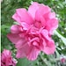 Double Pink Althea "rose of Sharon" 4 Cuttings to Root - Etsy