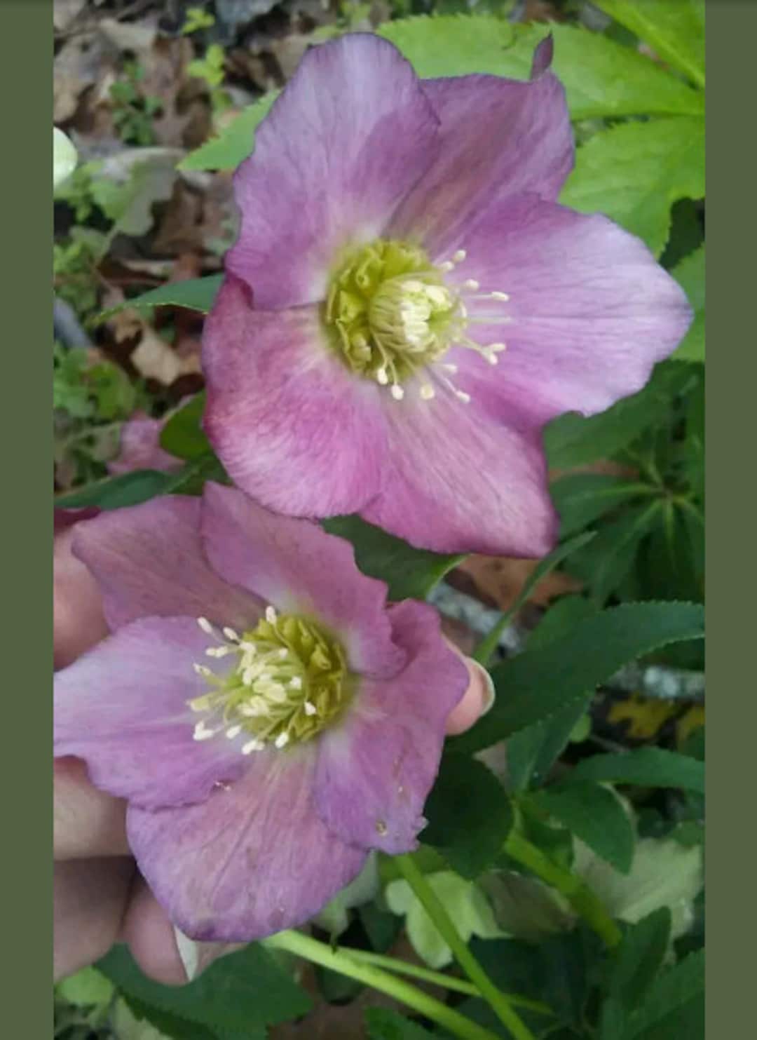 30 Lenten Rose Plants Hellebores Evergreen Perennials Helleborus - Etsy