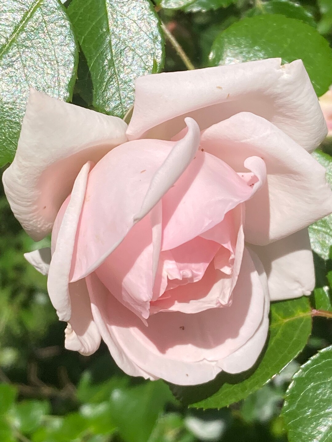 3 Unrooted Cuttings of Fragrant Heirloom Light Pale Pink Rose Running ...