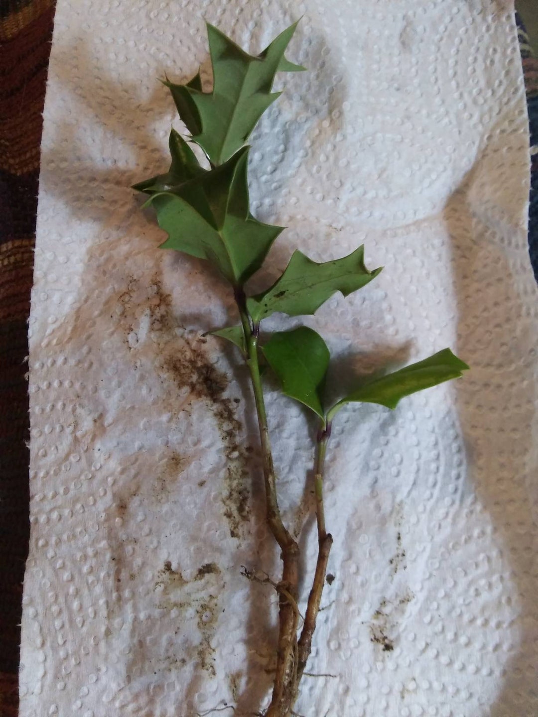 Holly Tree Shrub Plant Baby Tree 5" Tall Mature Root - Etsy