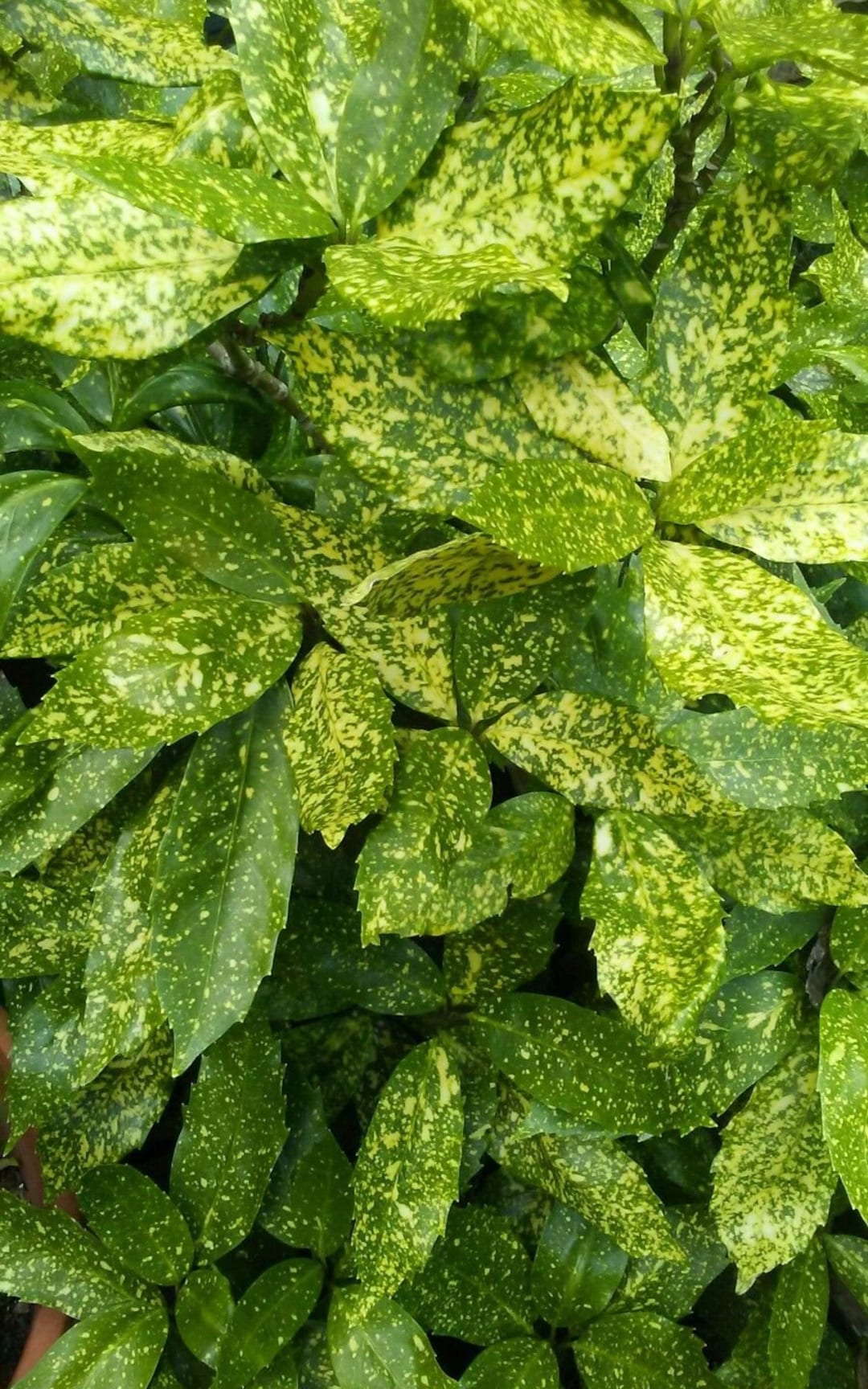 3 Gold Dust Aucuba Shrub Cuttings to Root! Green Shrubbery Plants - Etsy