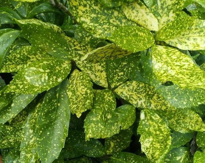 3 Gold Dust Aucuba Shrub Cuttings to Root Green Shrubbery - Etsy