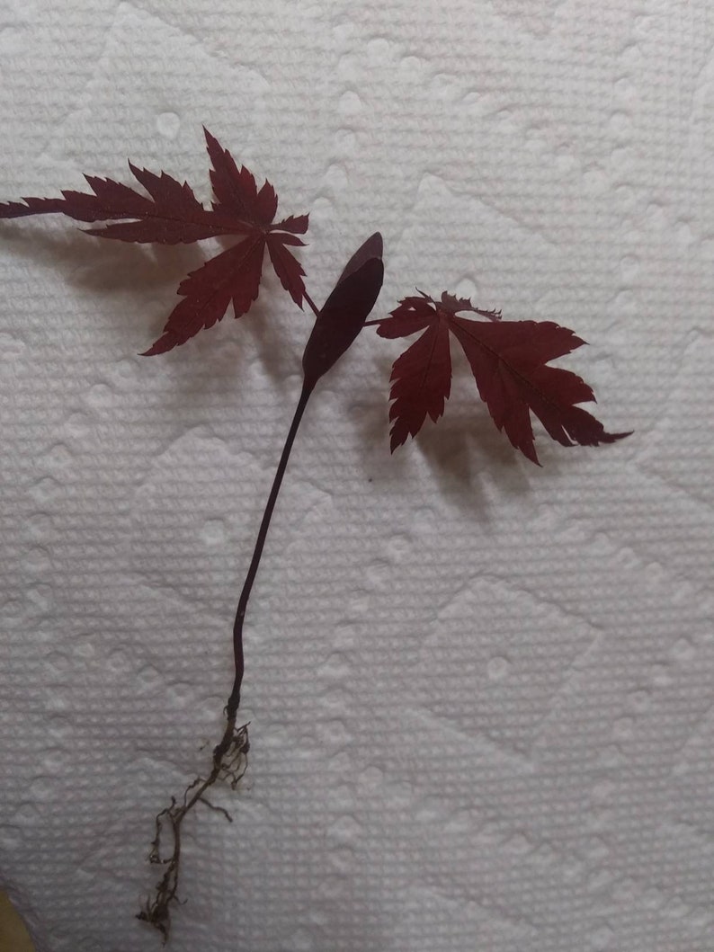Japanese Red Maple Tree About 4 Sango Kaku Senkaki - Etsy