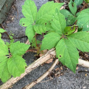 3 Pieces Green Virginia Creeper Ground Cover Start - Etsy