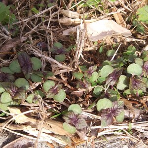 5 Ornamental Purple Basil Plants Beefsteak Red Perilla Shiso Japanese ...