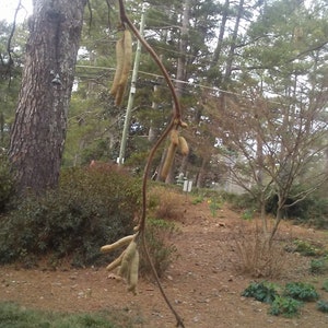 2 Ann's Contorted Filbert Tree Cuttings: Harry Lauder's Walking Stick ...