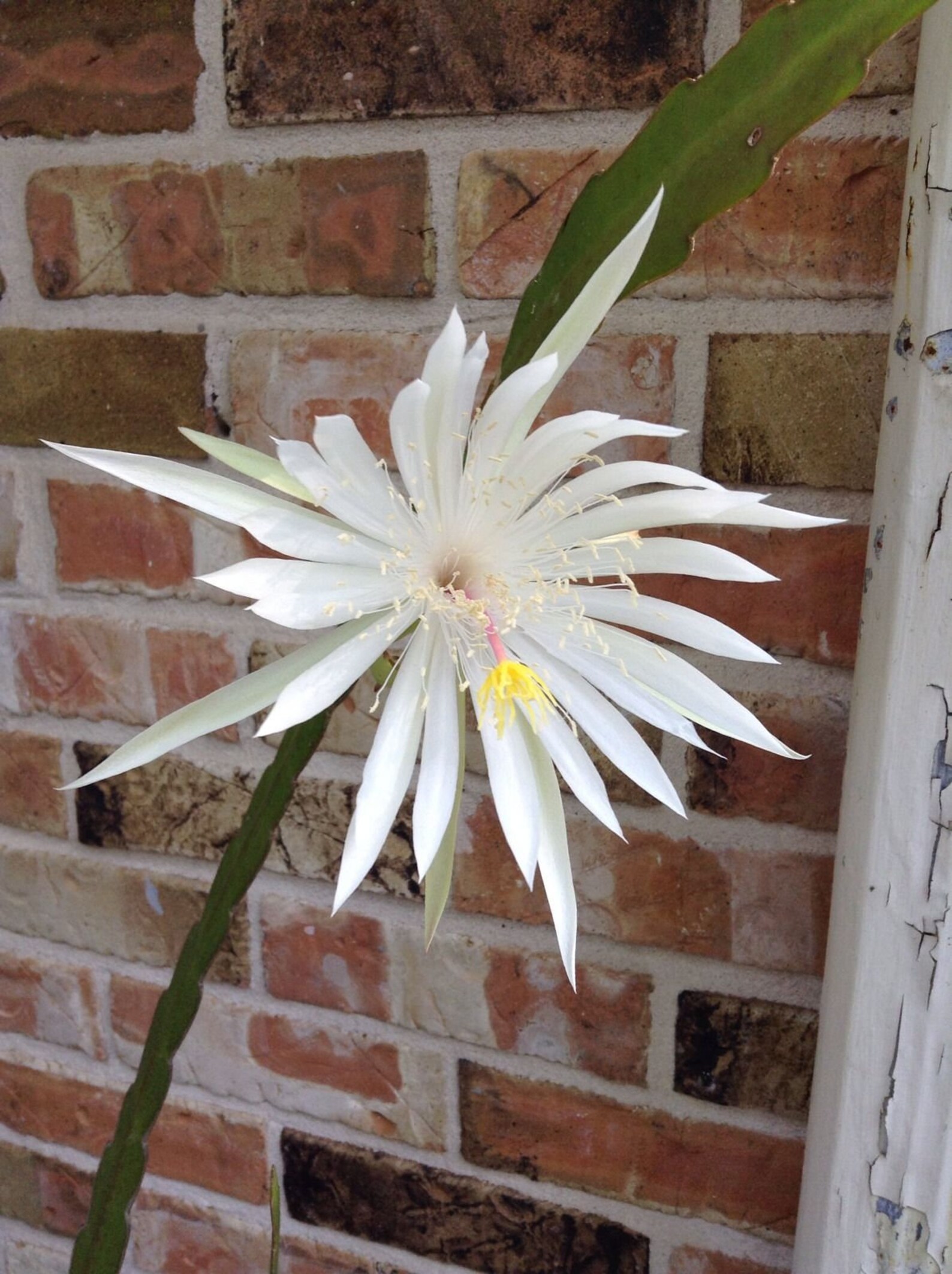 A Night Blooming Cereus Leaf to Root (white Flower) - Etsy