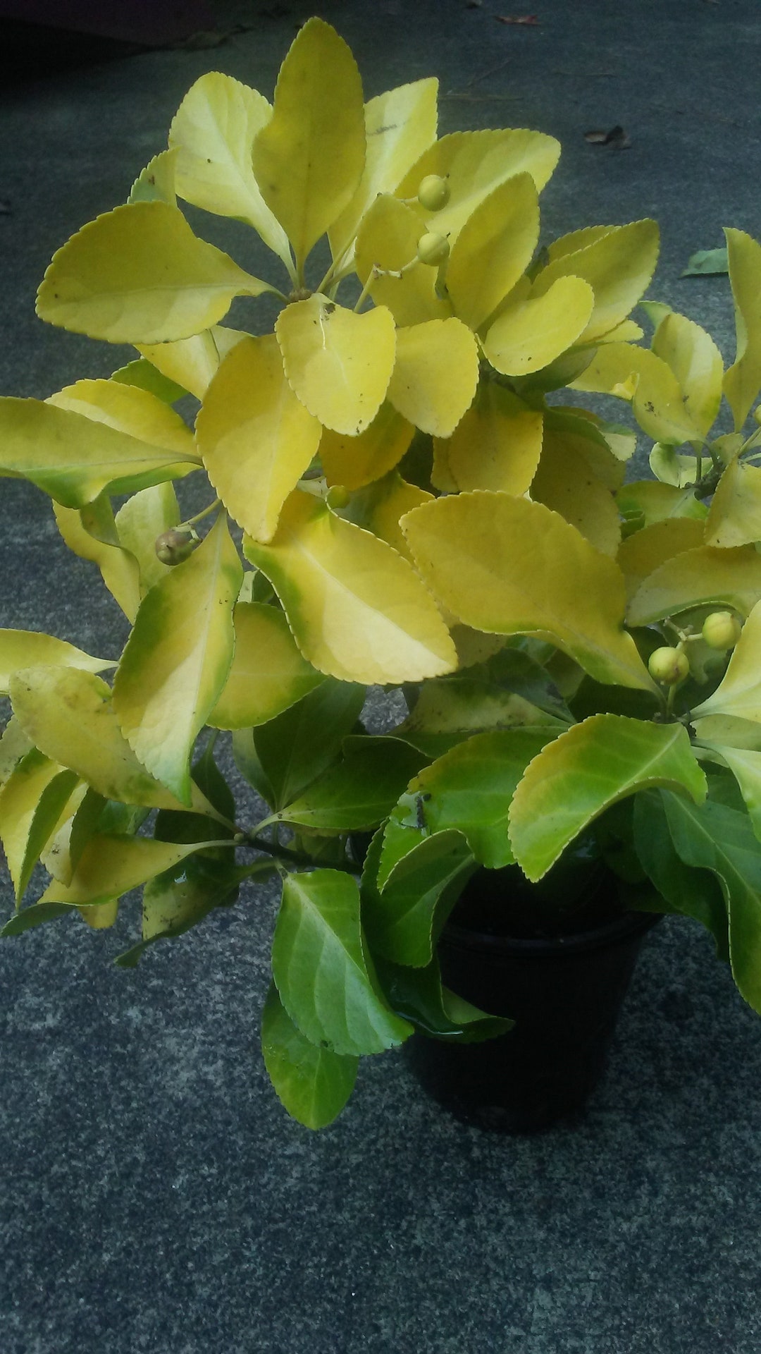 3 Golden Green Euonymus Gold Shrub Cuttings to Root! Shrubbery Plants ...