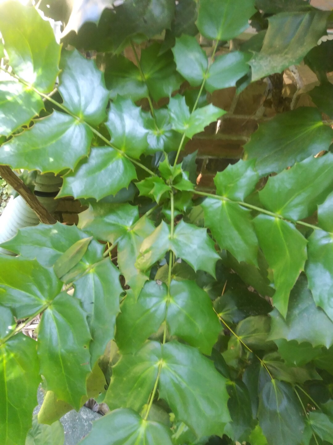 Mahonia Rooted Shrub Plant Baby Tree 3-4" Tall Leatherleaf Oregon Grape ...