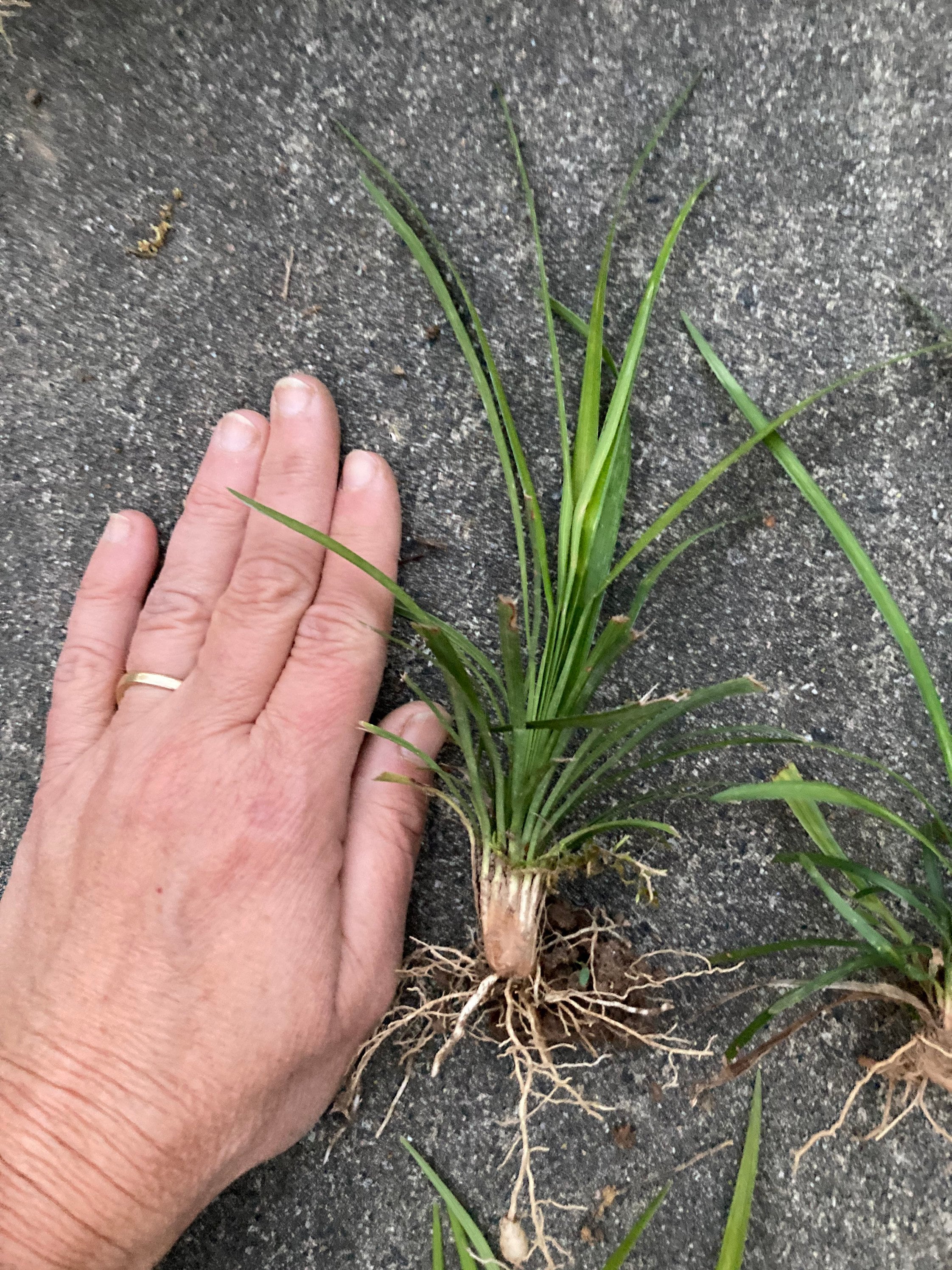 Liriope 12 Monkey Grass Plant Sprigs Groundcover Green Border Plant ...