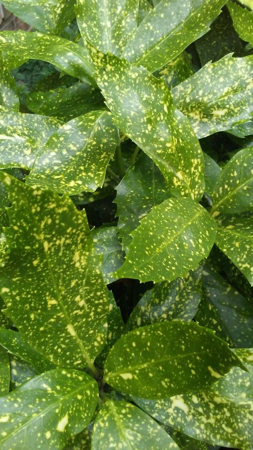 3 Gold Dust Aucuba Shrub Cuttings to Root! Green Shrubbery Plants - Etsy