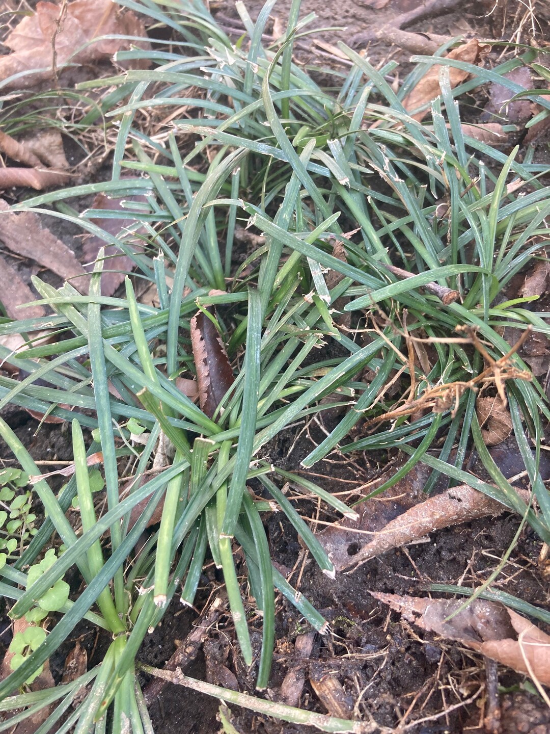 10 Dwarf Mondo Grass Groundcover 3" Like Monkey Grass Dark Green - Etsy