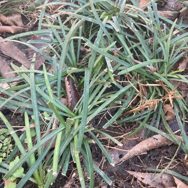Mondo Grass - Etsy