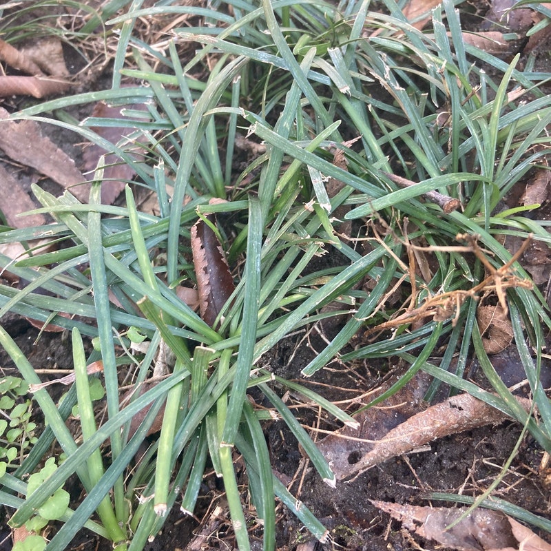 Mondo Grass - Etsy