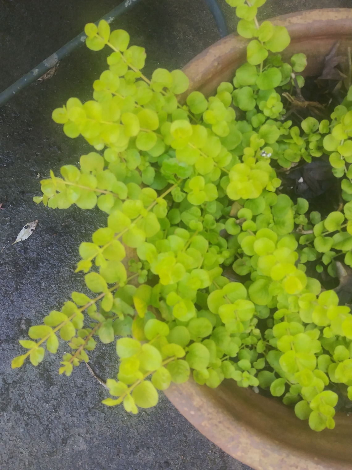 Light Green Creeping Jenny Ground Cover Start - Etsy