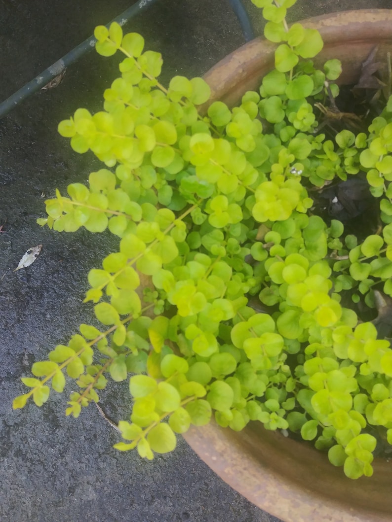 Light Green Creeping Jenny Ground Cover Start - Etsy