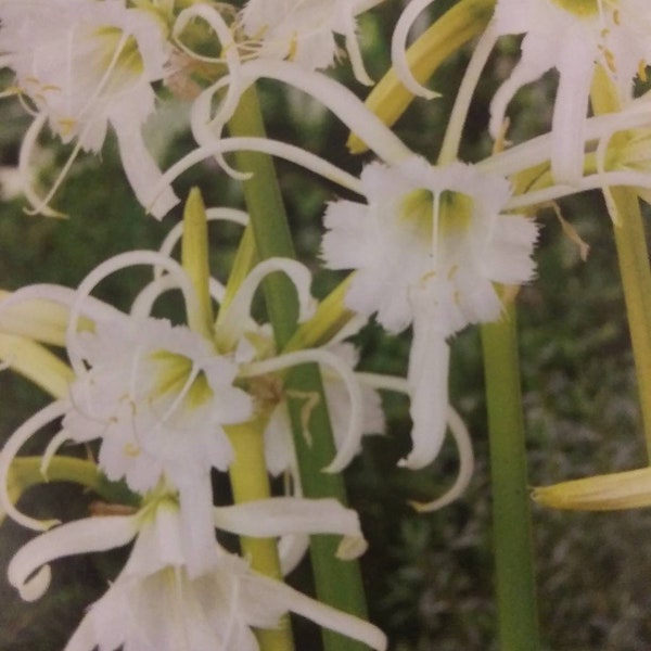 Peruvian Lily Plant - Etsy