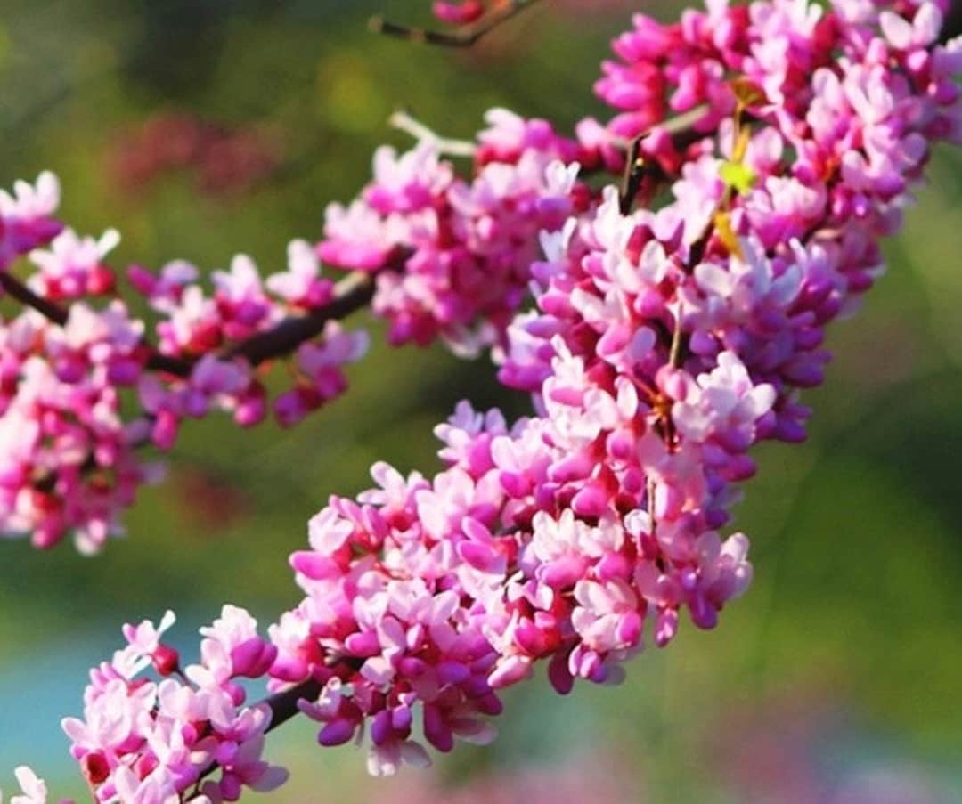 Eastern Redbud Tree Seedling Pink Flowers 4-5” Tall - Etsy