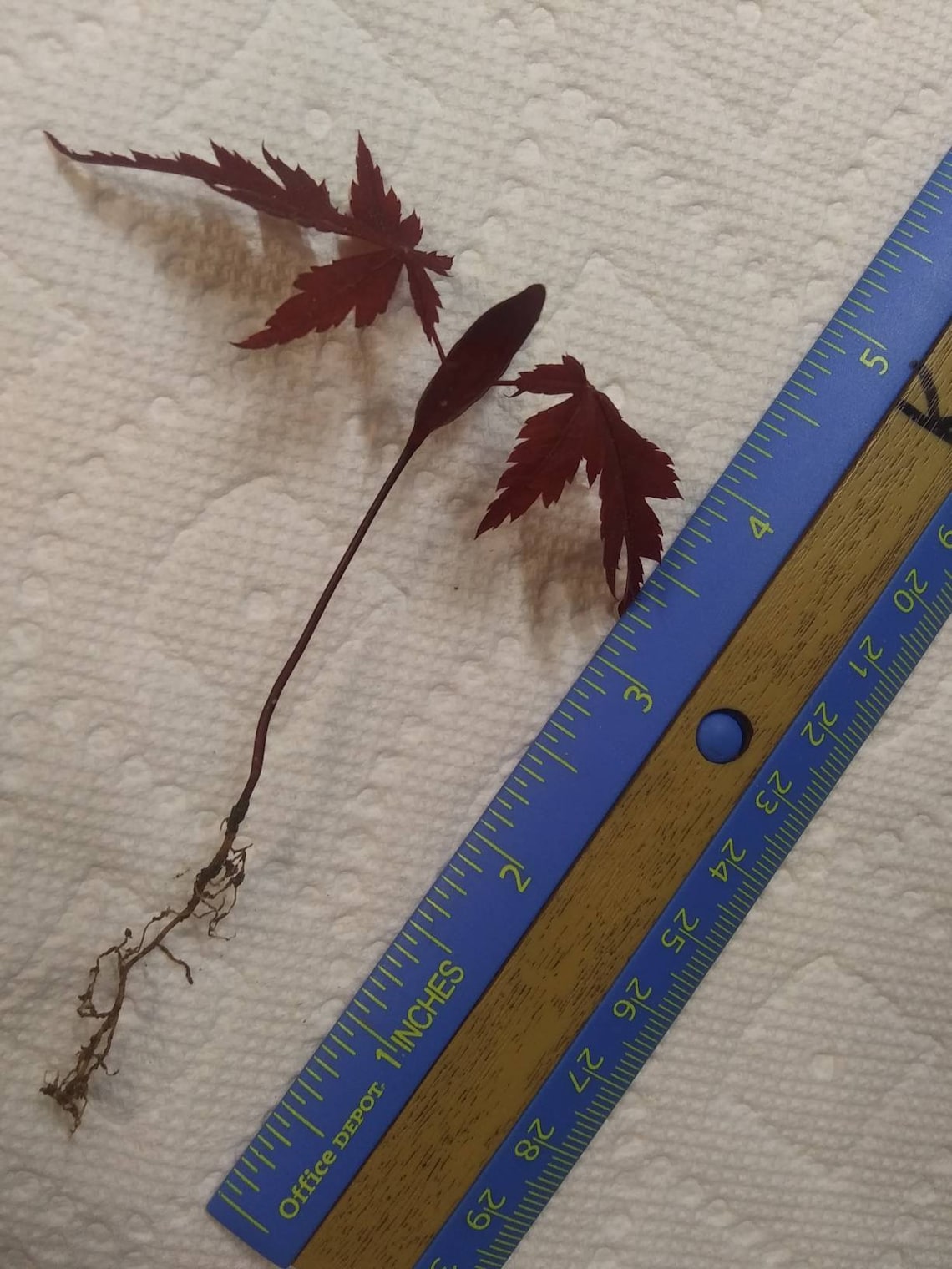 Japanese Red Maple Tree About 4 Sango Kaku Senkaki - Etsy