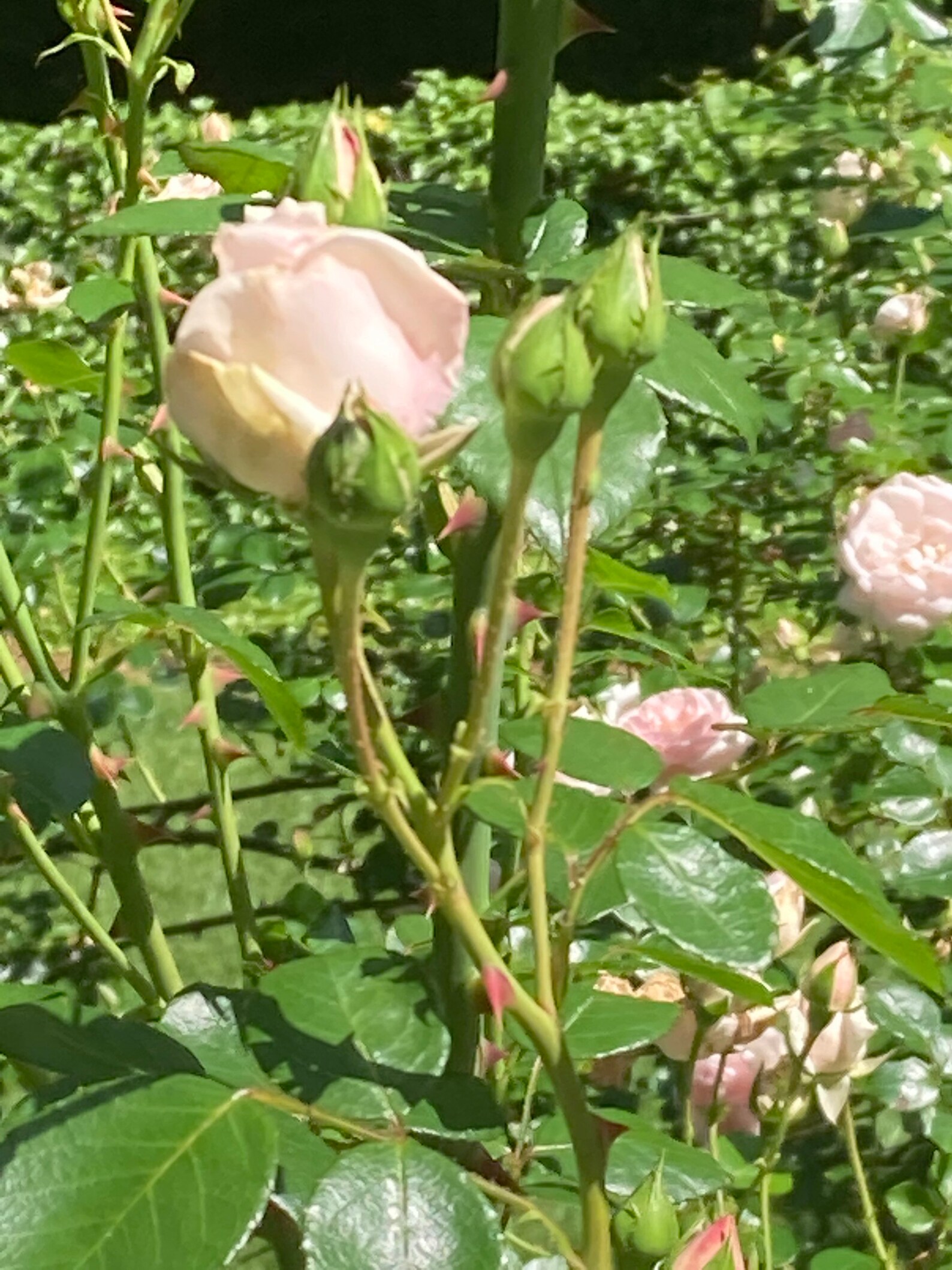 3 Unrooted Cuttings of Fragrant Heirloom Light Pale Pink Rose - Etsy