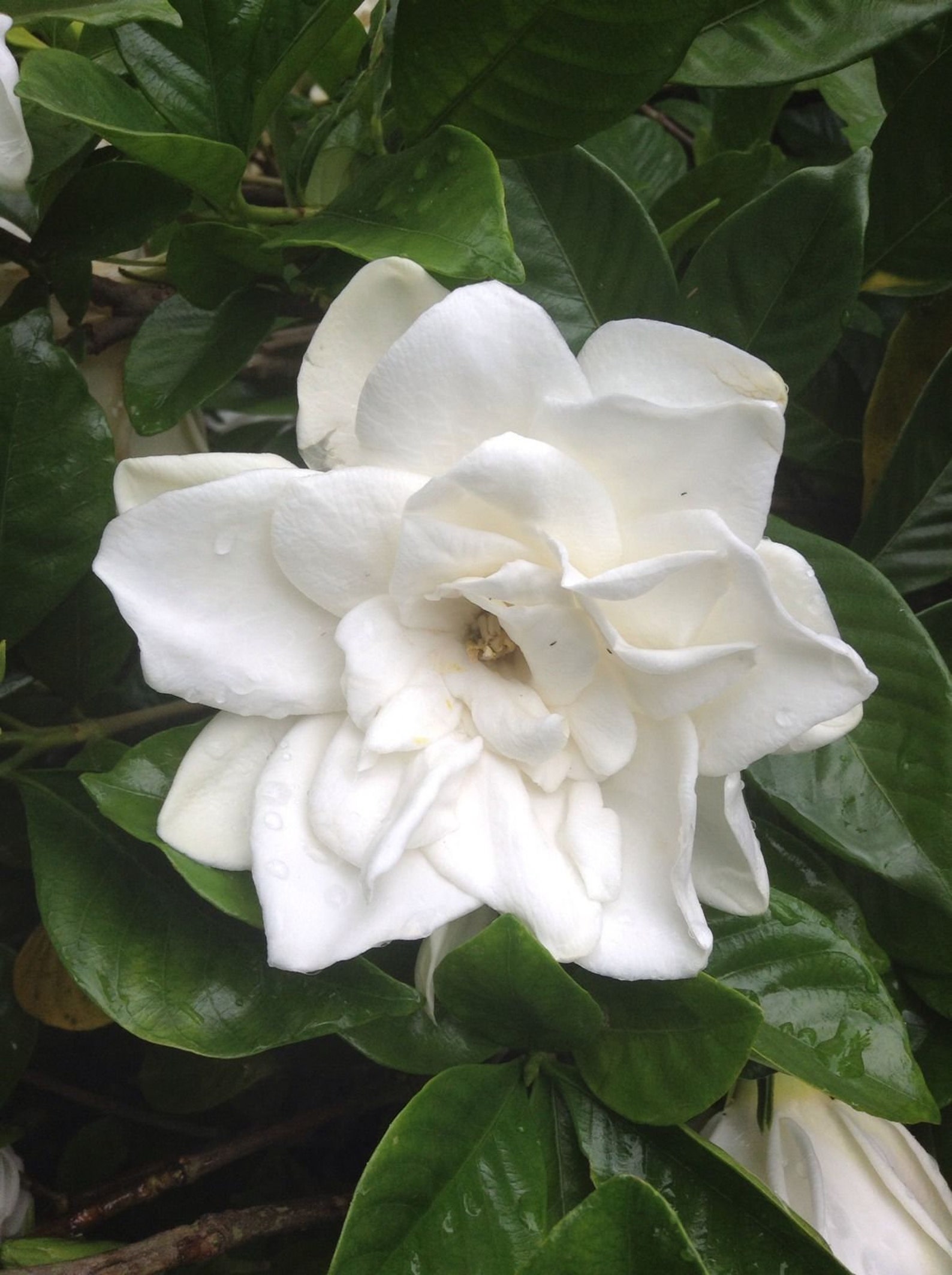 Large Southern Fragrant Gardenia Bush (4) Cuttings to Root - Etsy