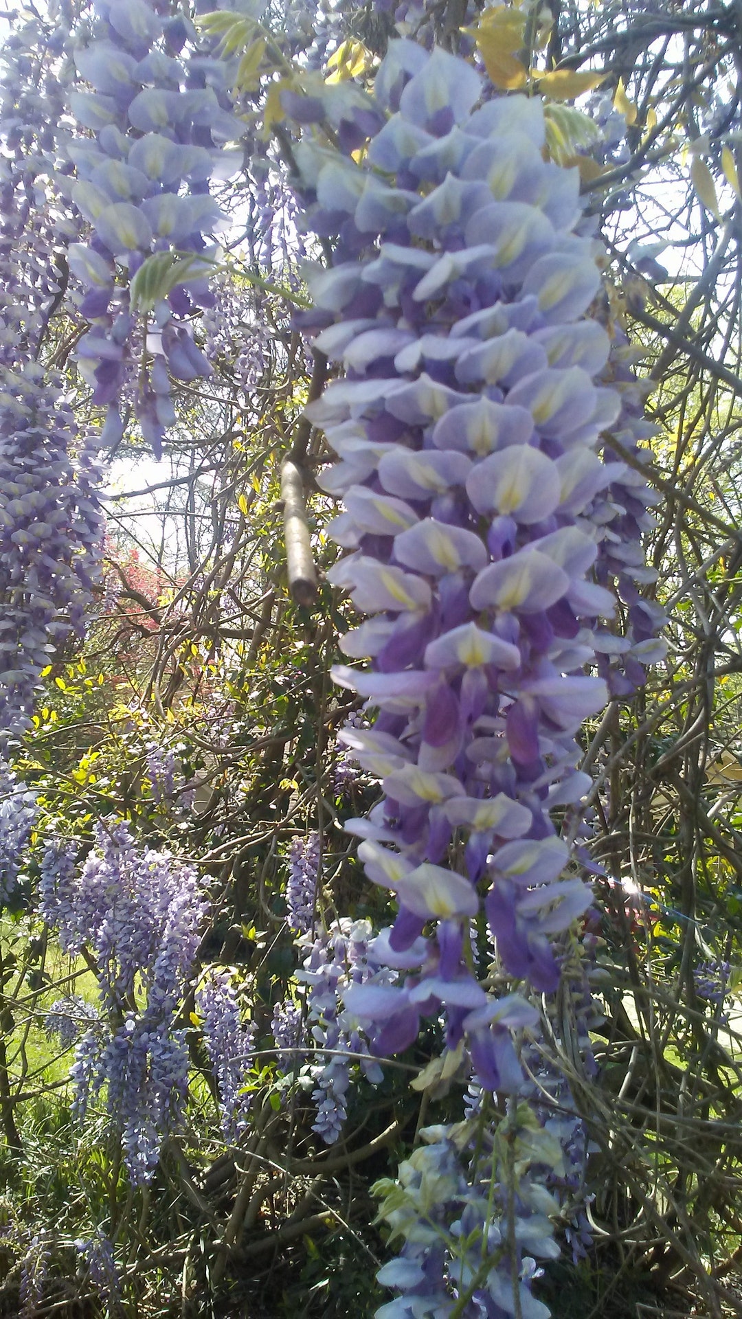 Dad's Beautiful Fragrant Purple 3 Wisteria Vine Canes Cuttings to Root ...