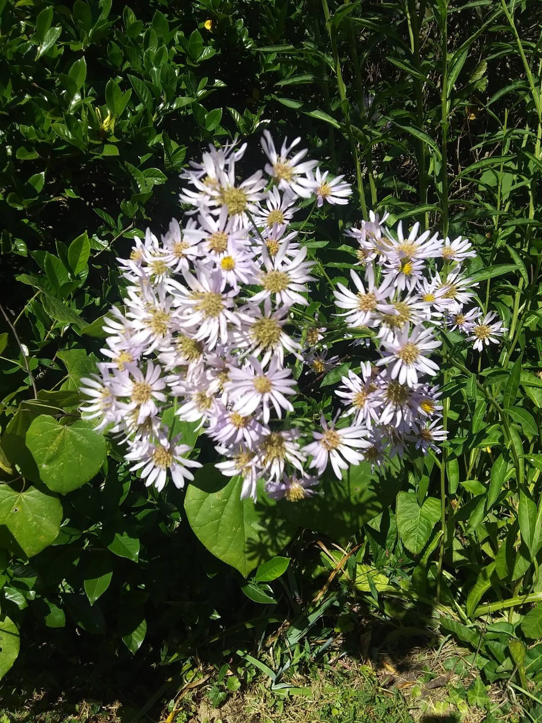 1 Purple Aster Daisy Perennial Plant Fall Bloomer - Etsy