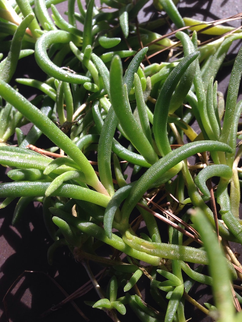 2 Ann's Pink Ice Succulent Groundcover Cuttings - Etsy