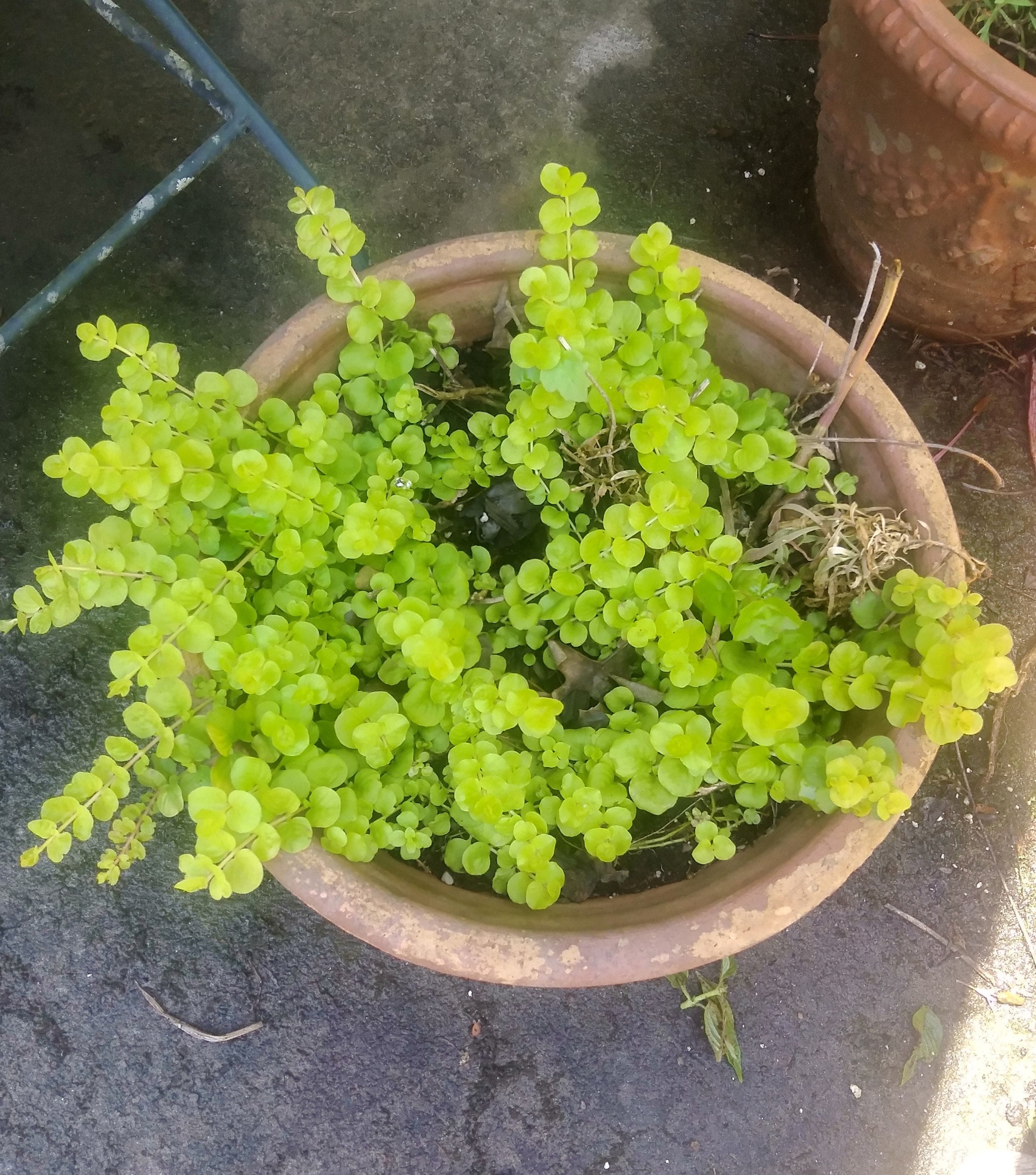 Light Green Creeping Jenny Ground Cover Start - Etsy