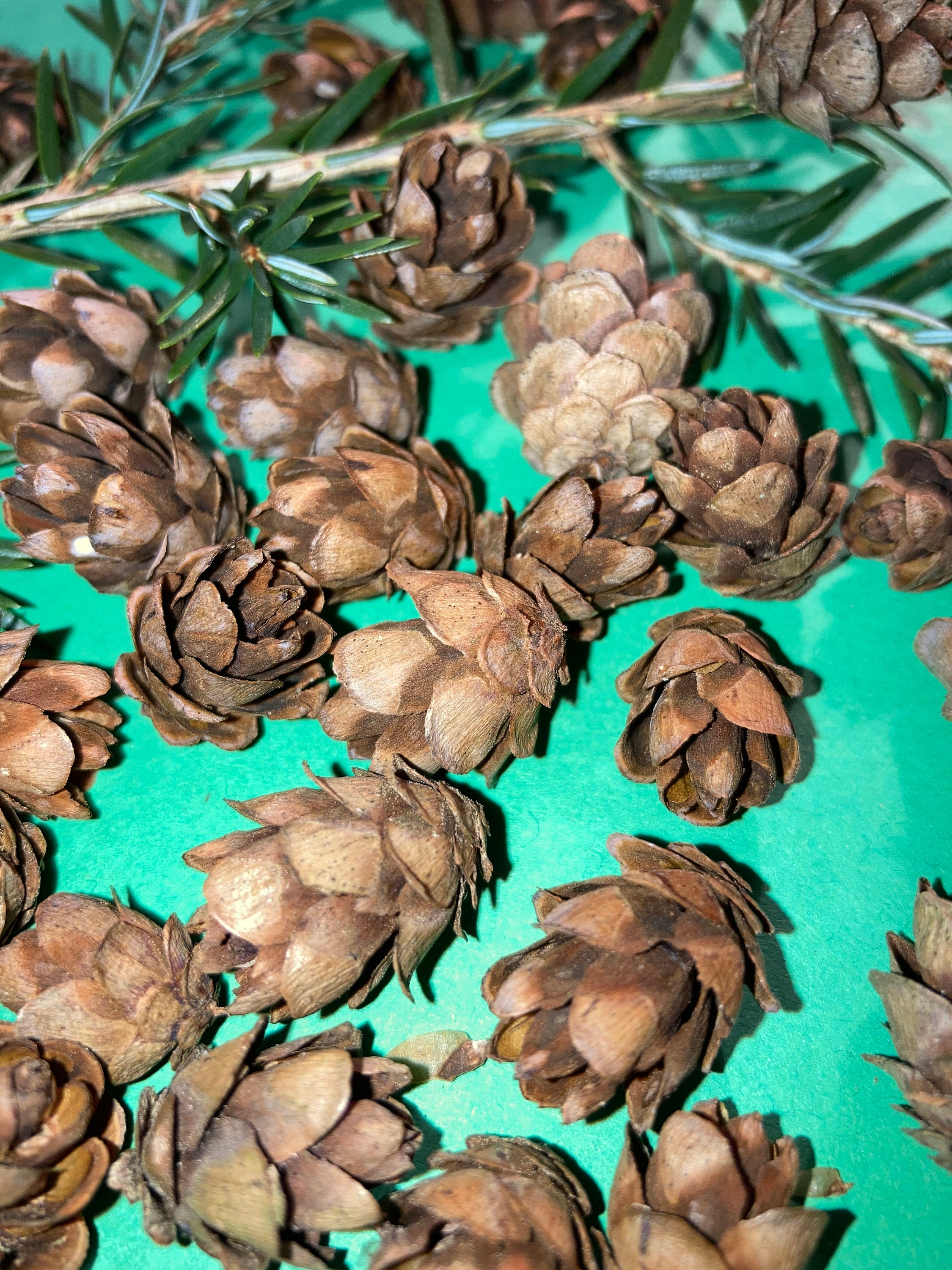 Mini Pine Cones for Crafts Decorating decor Christmas Natural | Etsy