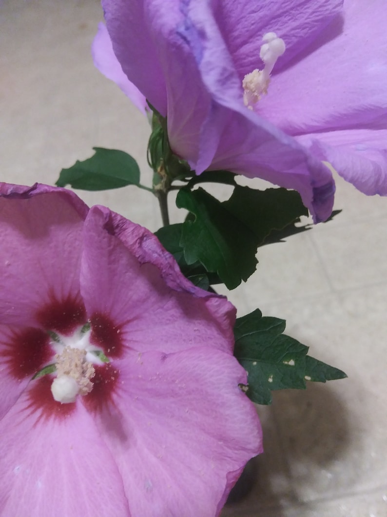 Pink Althea rose of Sharon 4 Cuttings to Root | Etsy