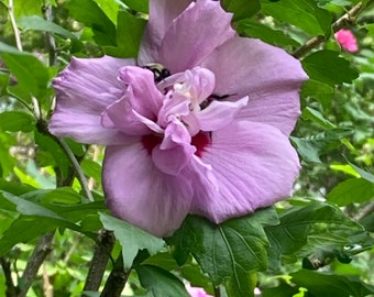 Double Pink Althea rose of Sharon 4 Cuttings to | Etsy