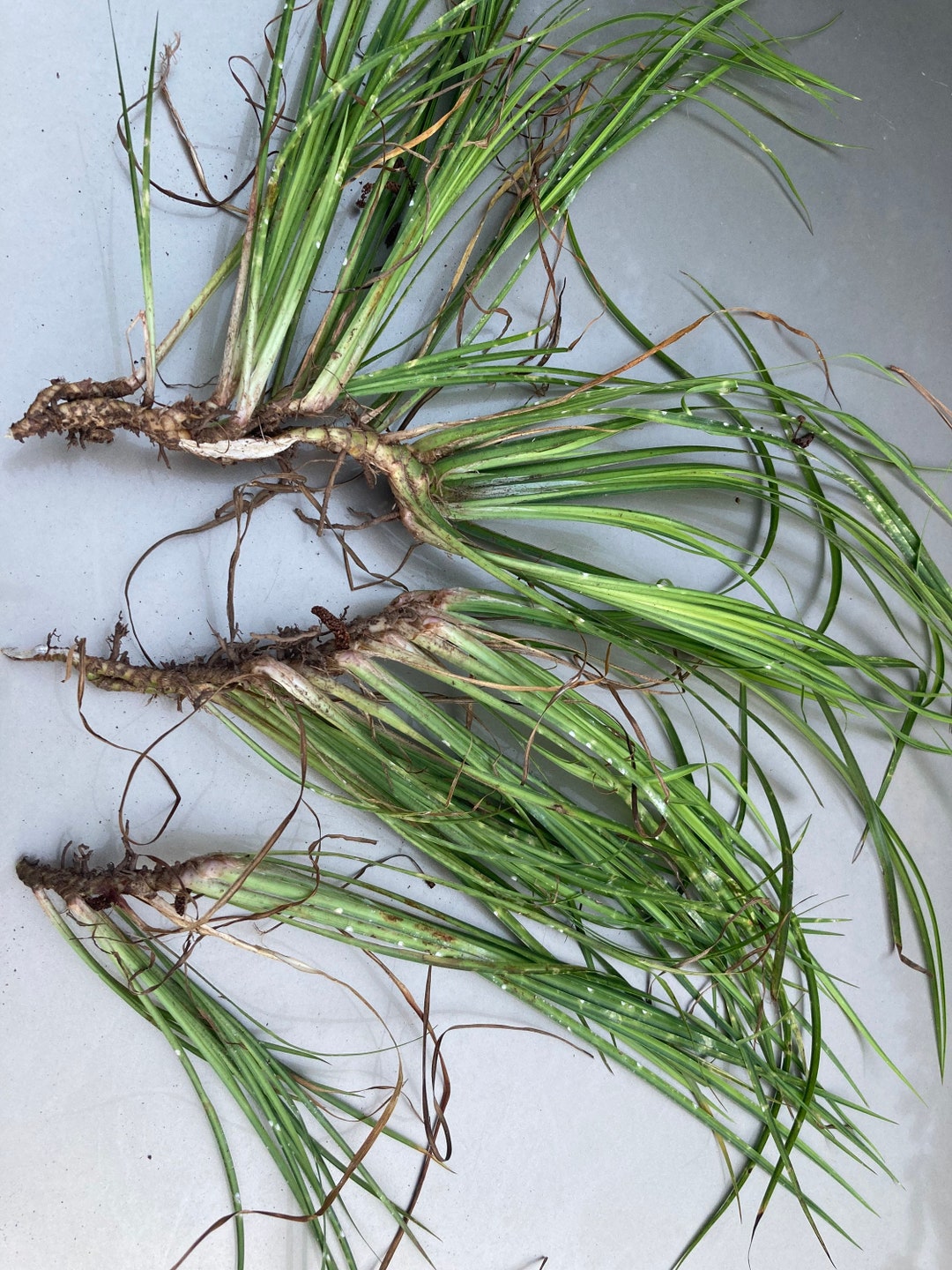 5 ACORUS Grass Plant Sprigs Groundcover Green Border Plant Wetland ...