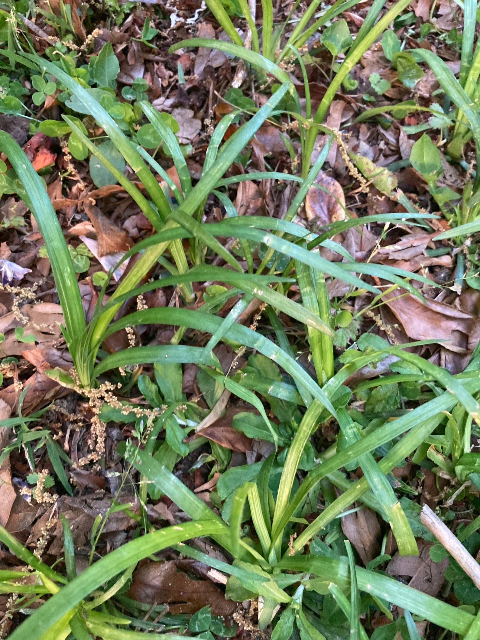Liriope 12 Monkey Grass Plant Sprigs Groundcover Green Border Plant ...