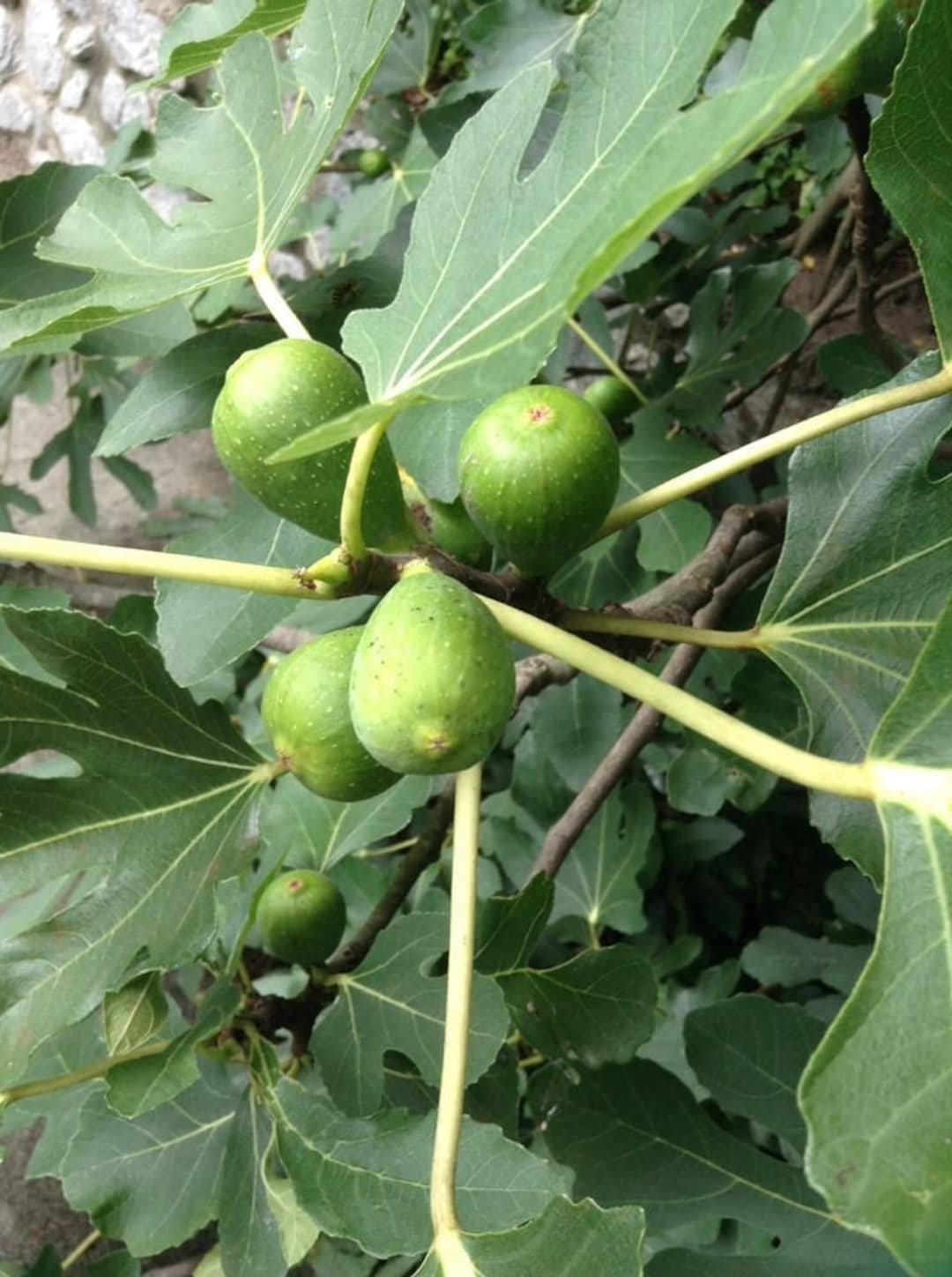 3 Green Italian Fig Tree Cuttings - Heirloom Variety - Etsy