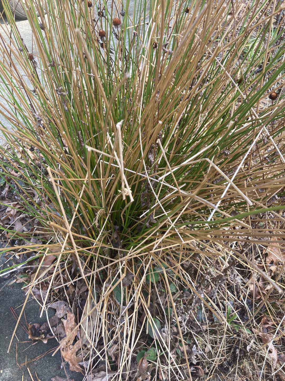 1 Common Rush Plant Grass Juncus Effusus Perennial - Etsy
