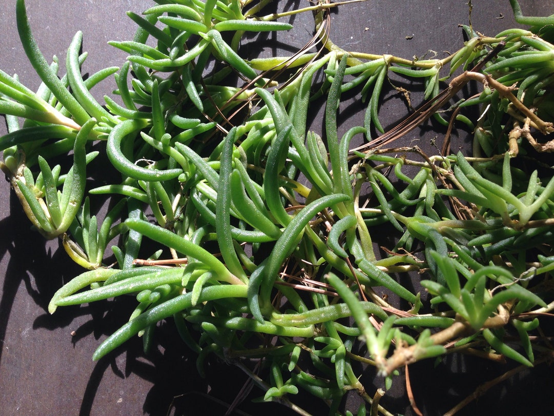 2 Ann's Pink Ice Succulent Groundcover Cuttings - Etsy