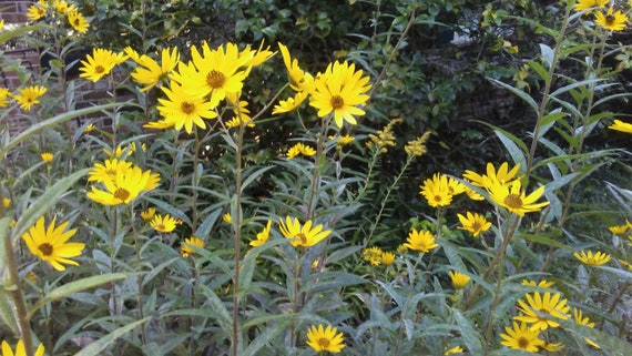 2 Swamp Sunflowers Yellow Daisies Perennial Plants | Etsy