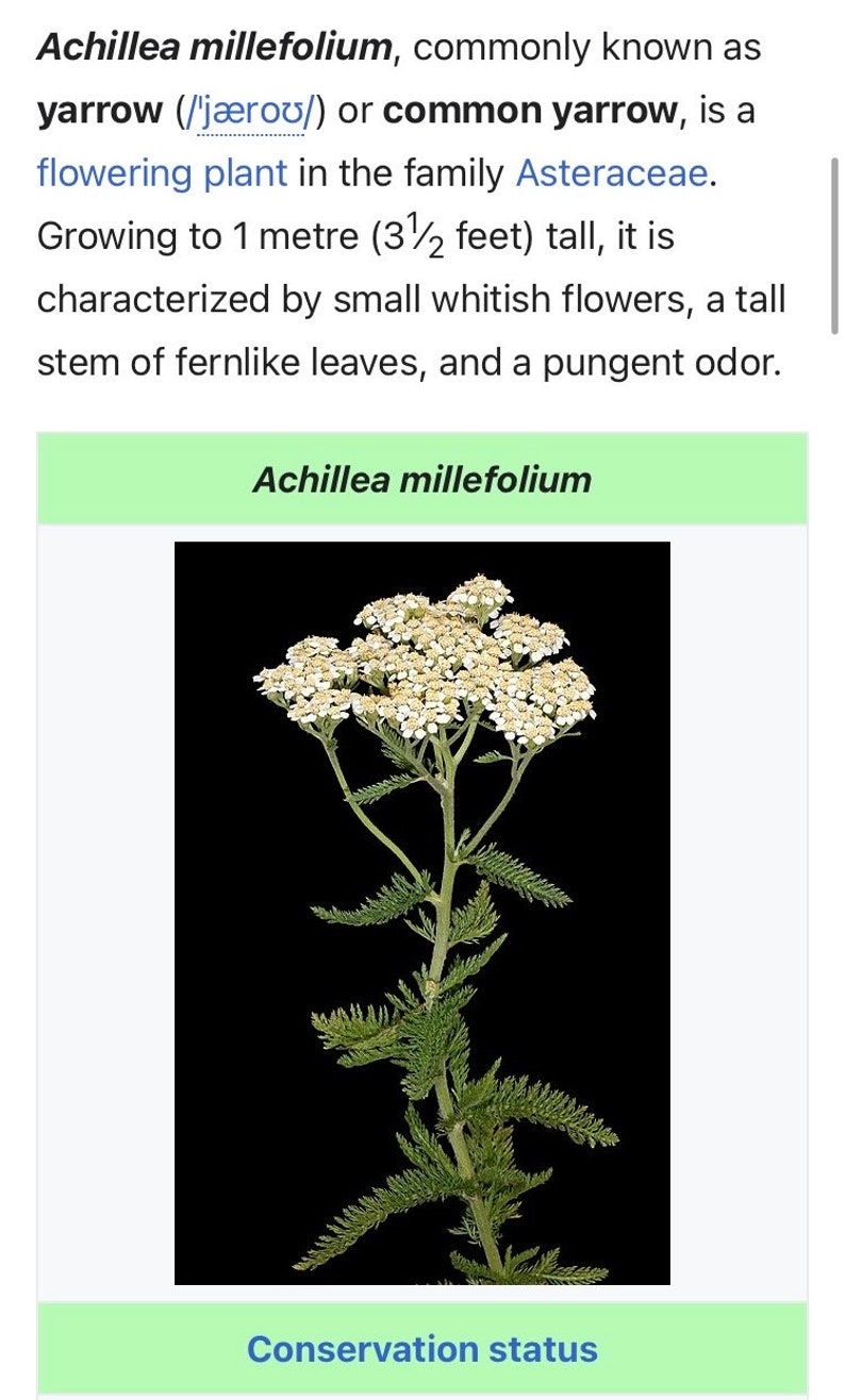 One White Yarrow Perennial Plant: English Cottage Garden Wildflower - Etsy