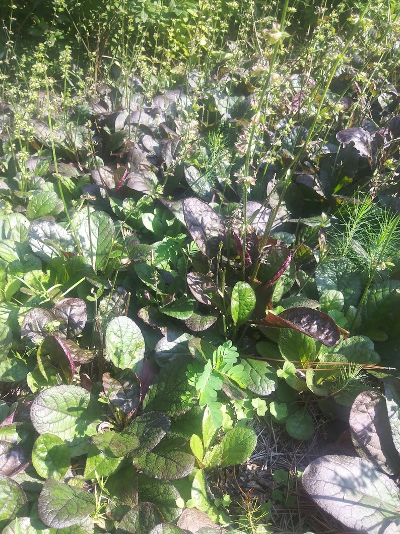 3 Ajuga Bugleweed Ground Cover Purple Red Leaf Perennial - Etsy