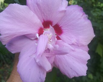 Double Pink Althea rose of Sharon 4 Cuttings to | Etsy