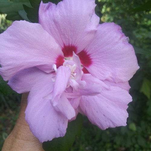 Double Pink Althea rose of Sharon 4 Cuttings to | Etsy
