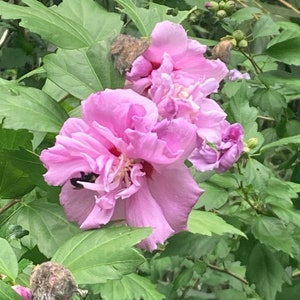 Double Lavender Purple Althea Rose of Sharon 4 Unrooted Cuttings to ...