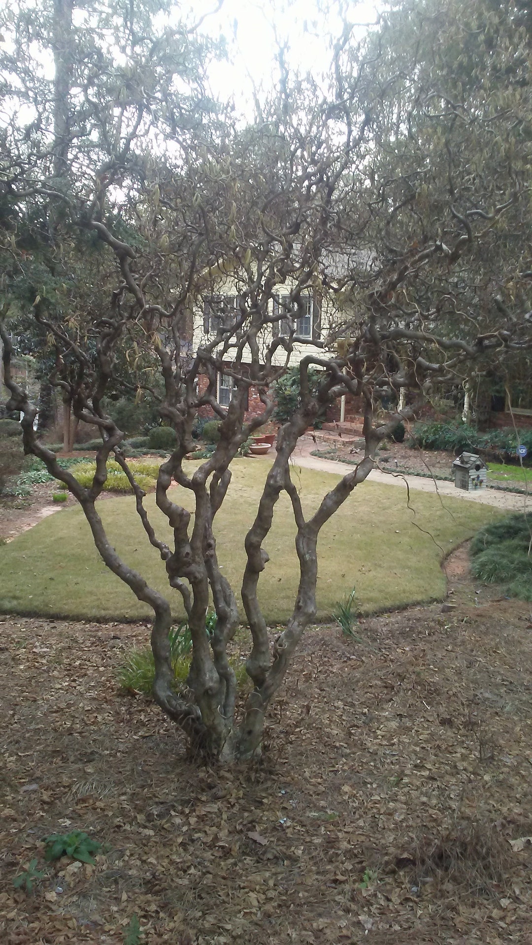 2 Ann's Contorted Filbert Tree Cuttings: Harry Lauder's Walking Stick ...