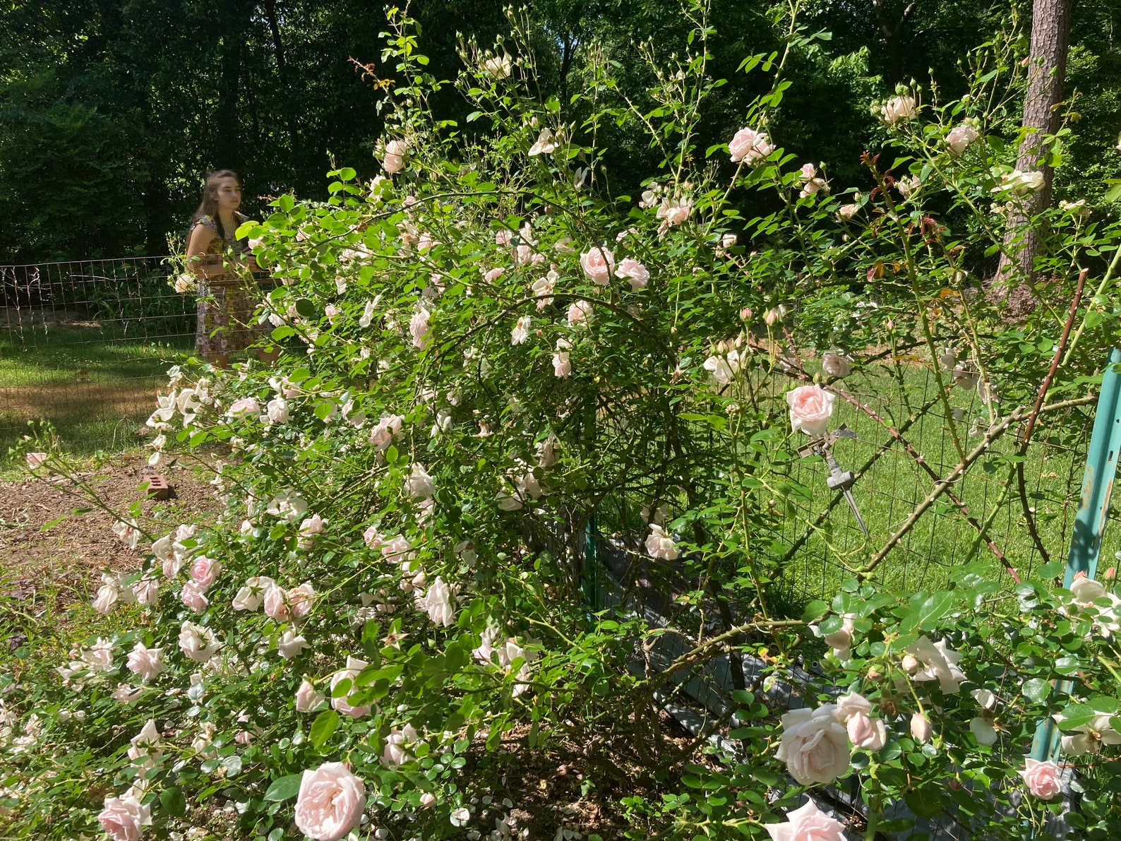 3 Unrooted Cuttings of Fragrant Heirloom Light Pale Pink Rose - Etsy