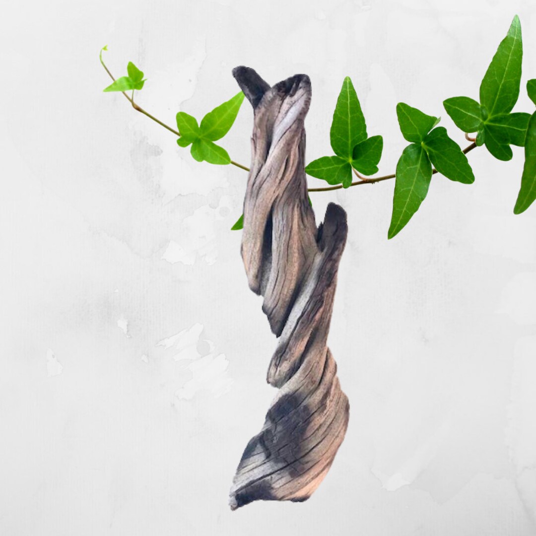 One of a Kind Wood Decor for Plant Tendrils or Natural Design - Etsy