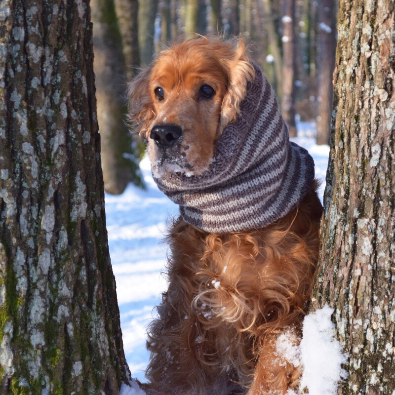Knitted Dog Scarf - Etsy