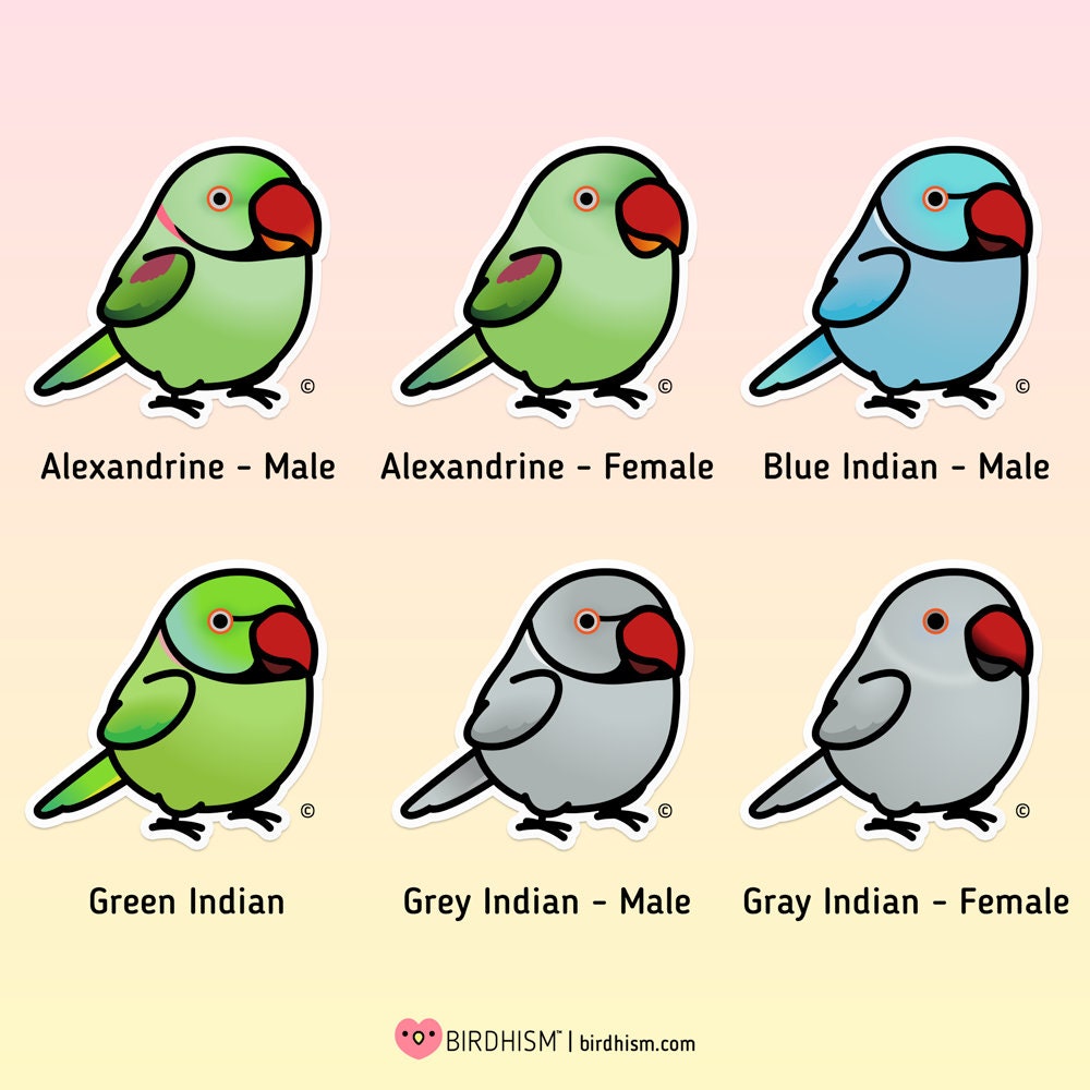 Grey Indian Ringneck